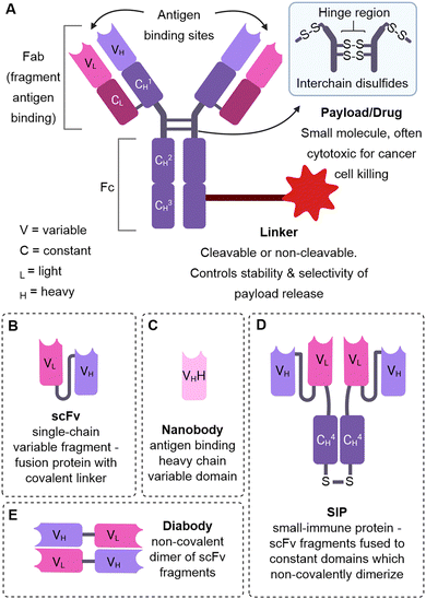Non-internalising antibody–drug conjugates - Chemical Society Reviews ...