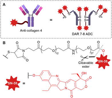 Non-internalising antibody–drug conjugates - Chemical Society Reviews ...