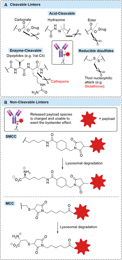 Non-internalising antibody–drug conjugates - Chemical Society Reviews ...