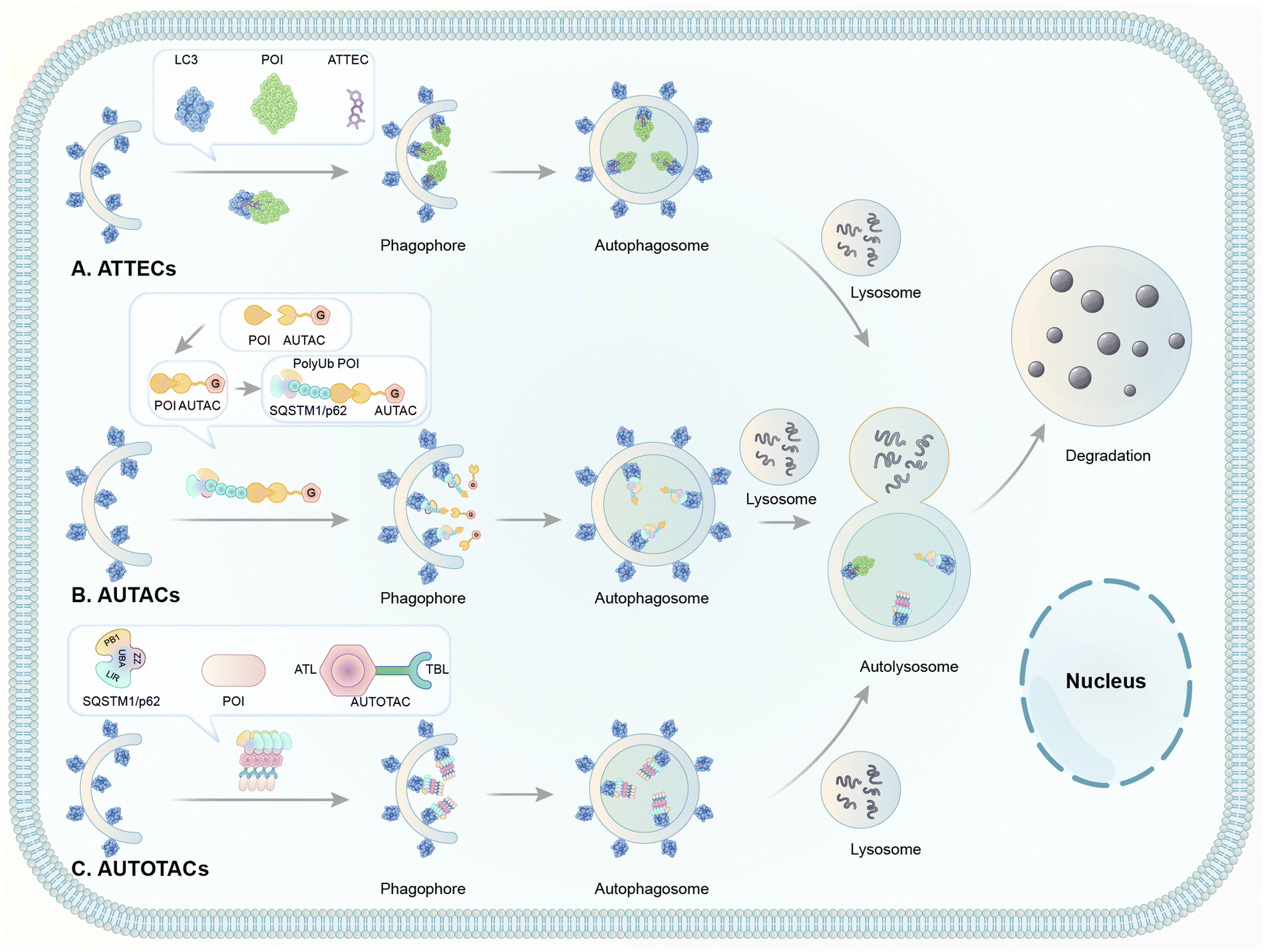 Emerging degrader technologies engaging lysosomal pathways - Chemical ...