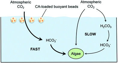 Direct air capture: process technology, techno-economic and socio ...