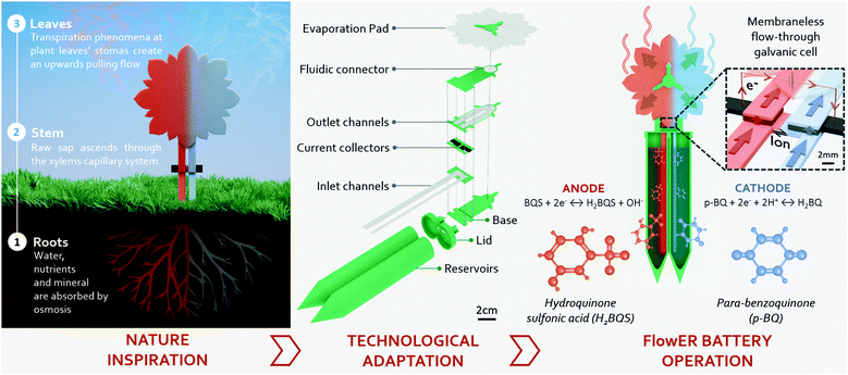A plant-like battery: a biodegradable power source ecodesigned for ...