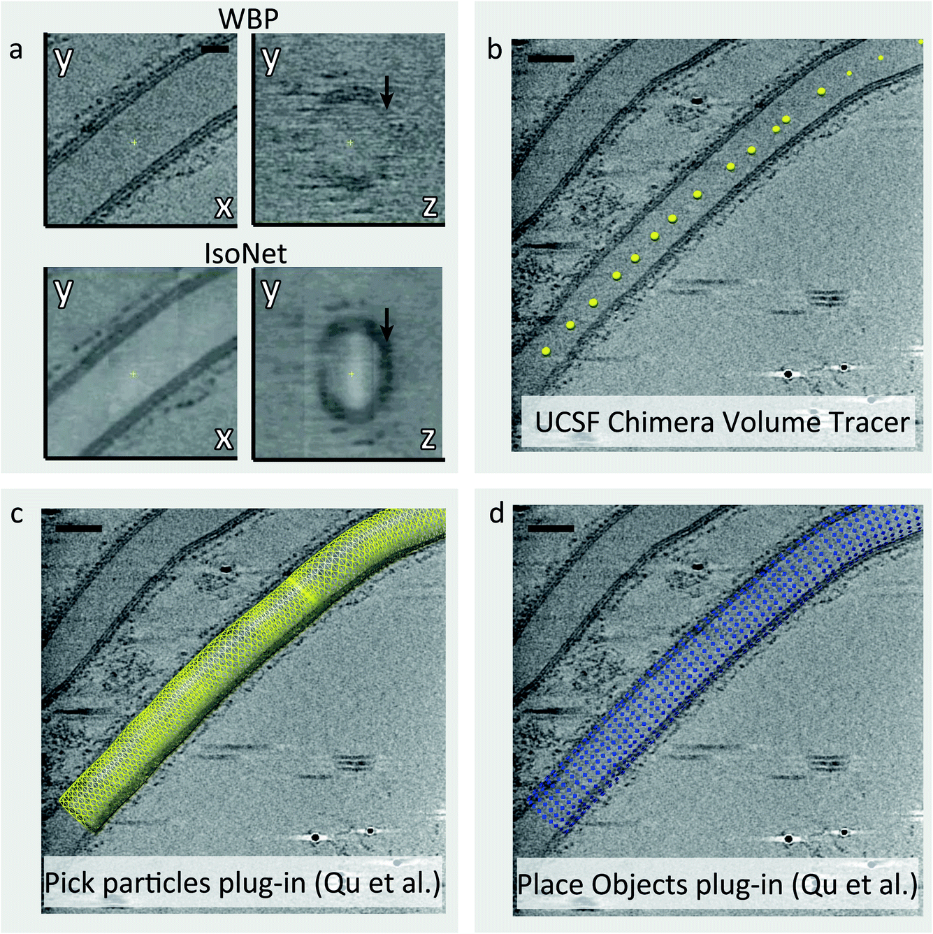 Strategies for picking membrane-associated particles within subtomogram ...