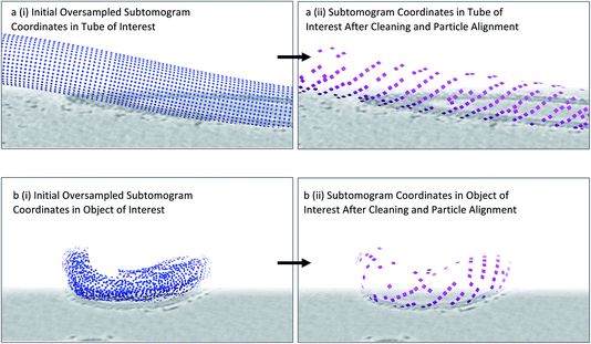 Strategies for picking membrane-associated particles within subtomogram ...