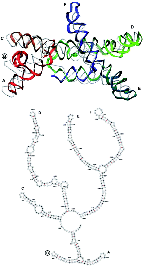 Reconstruction and validation of entire virus model with complete ...