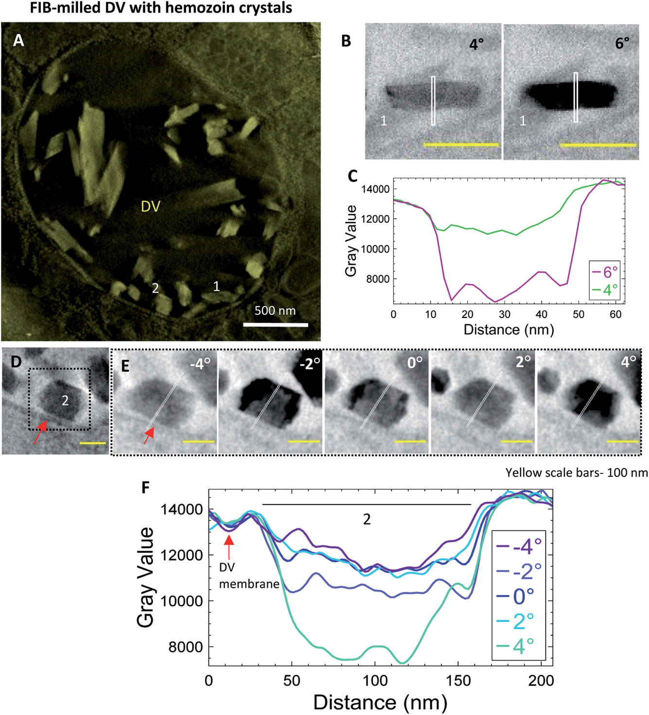 Diffraction contrast in cryo-scanning transmission electron tomography ...