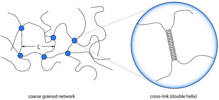 Molecular behavior of fluid gels – the crucial role of edges and ...