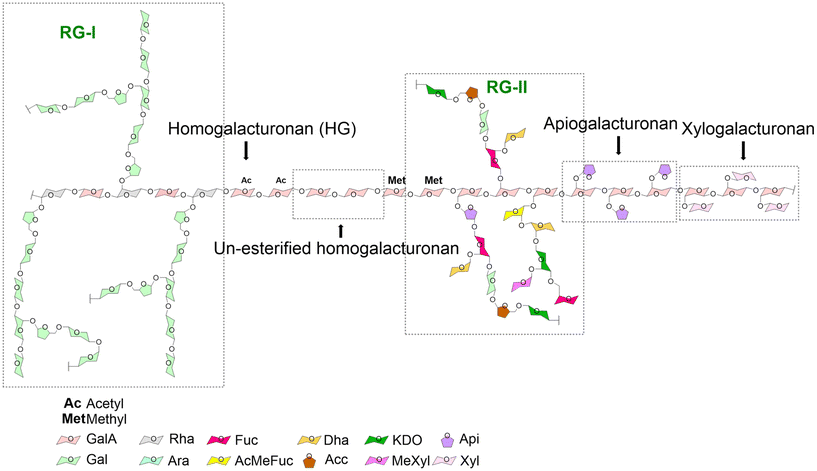 Structure, controlled release mechanisms and health benefits of pectins ...