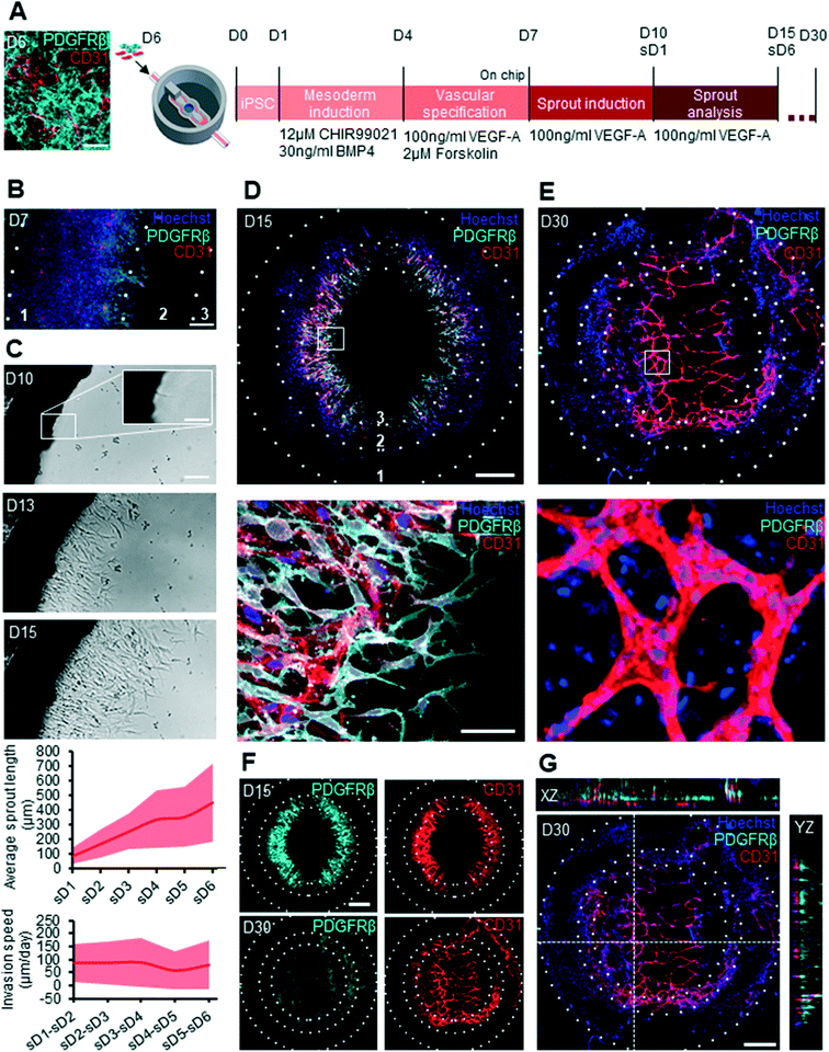 Engineering neurovascular organoids with 3D printed microfluidic chips ...