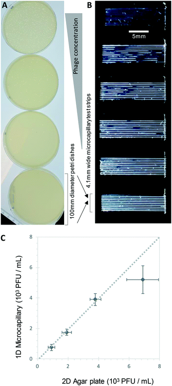 Label-free 1D microfluidic dipstick counting of microbial colonies and ...