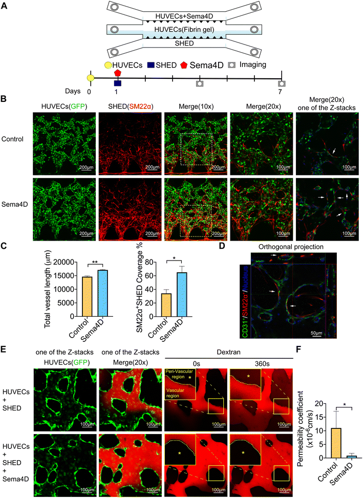 Sema4D–plexin-B1 signaling in recruiting dental stem cells for vascular ...