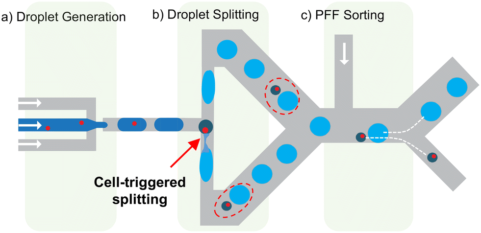 High precision, high throughput generation of droplets containing ...