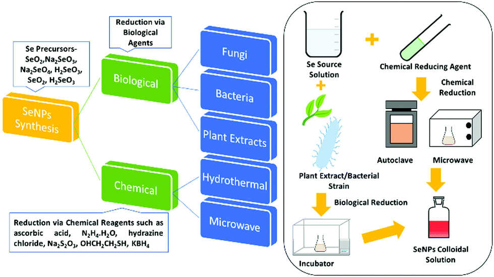 Chemical Synthesis Of Selenium Nanoparticles Rayan Has James