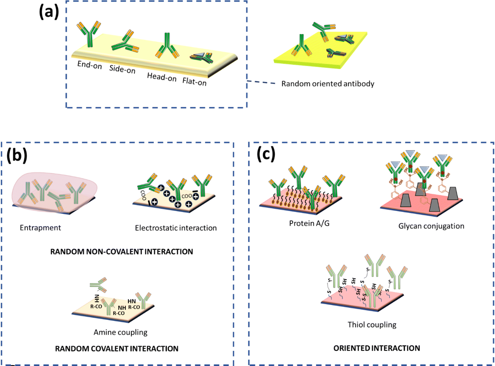 Signal amplification strategies in electrochemical biosensors via ...