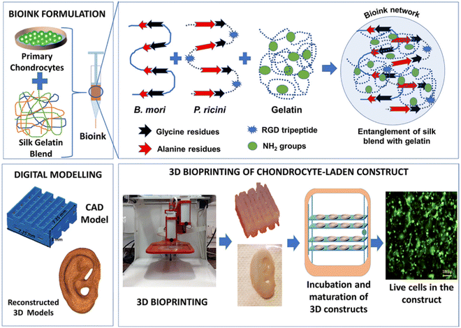Self-assembled silk fibroin hydrogels: from preparation to biomedical ...