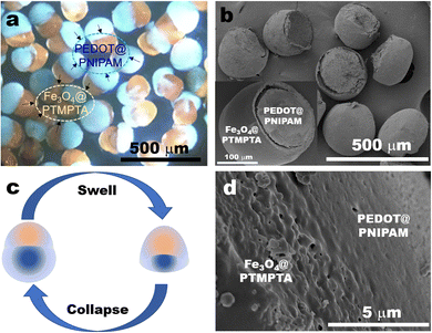 Deformable bi-compartmental particles and their application in ...