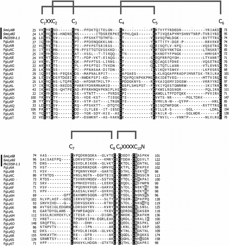 In silico characterisation of the complete Ly6 protein family in ...