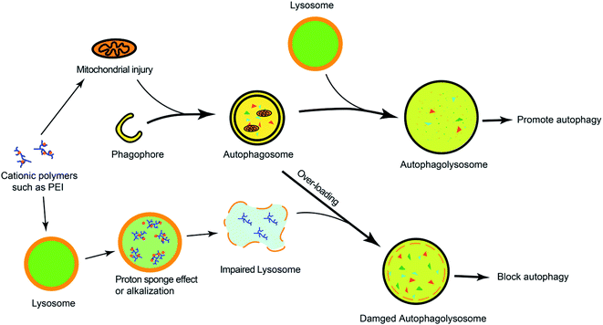 Effects of polymer carriers on the occurrence and development of ...