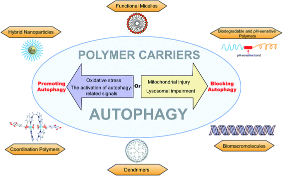 Effects of polymer carriers on the occurrence and development of ...