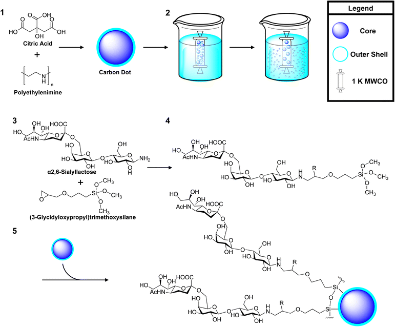 Sugar-decorated carbon dots: a novel tool for targeting ...