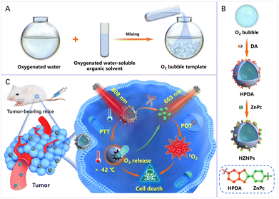 Oxygen-evolving hollow polydopamine alleviates tumour hypoxia for ...