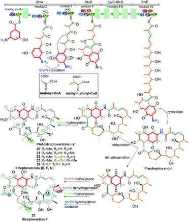 Modifications, biological origin and antibacterial activity of ...