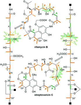 Modifications, biological origin and antibacterial activity of ...