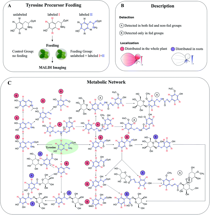Image to insight: exploring natural products through mass spectrometry ...