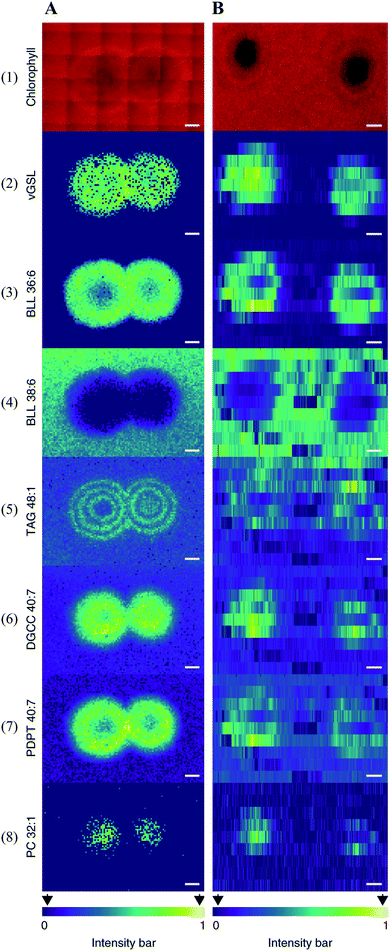 Image to insight: exploring natural products through mass spectrometry ...