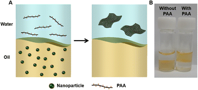 Free-standing two-dimensional sheets of polymer-linked nanoparticles ...