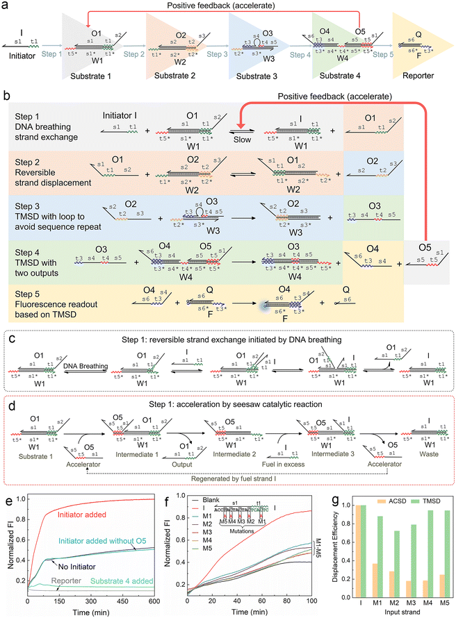 Parallel DNA circuits by autocatalytic strand displacement and nanopore ...