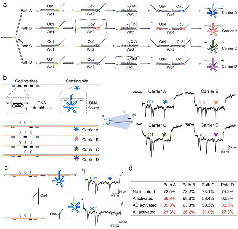 Parallel DNA circuits by autocatalytic strand displacement and nanopore ...