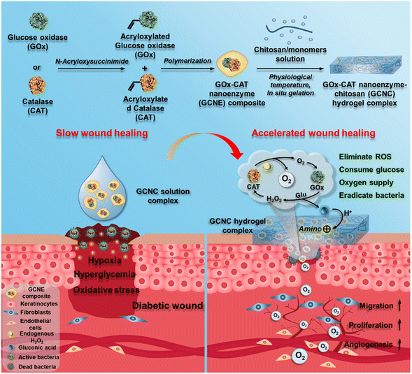 Nanoenzyme–chitosan hydrogel complex with cascade catalytic and self ...