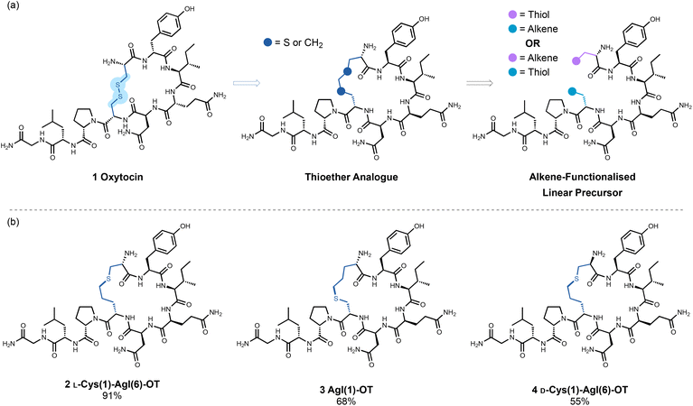 Thioether analogues of the pituitary neuropeptide oxytocin via thiol ...