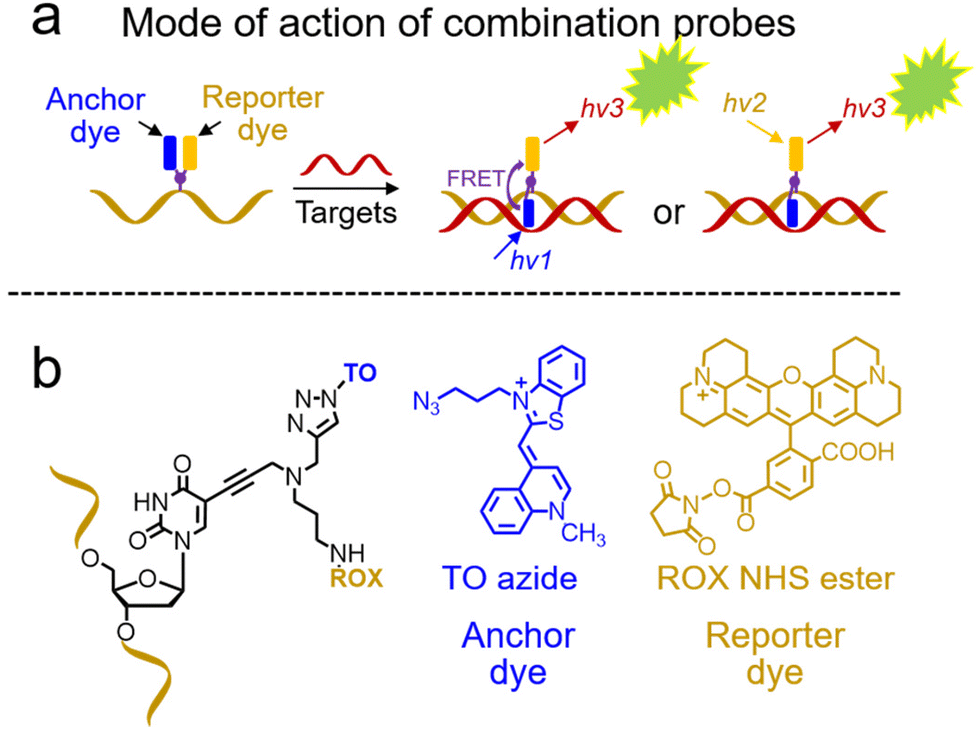 A new phosphoramidite enables orthogonal double labelling to form combination oligonucleotide ...