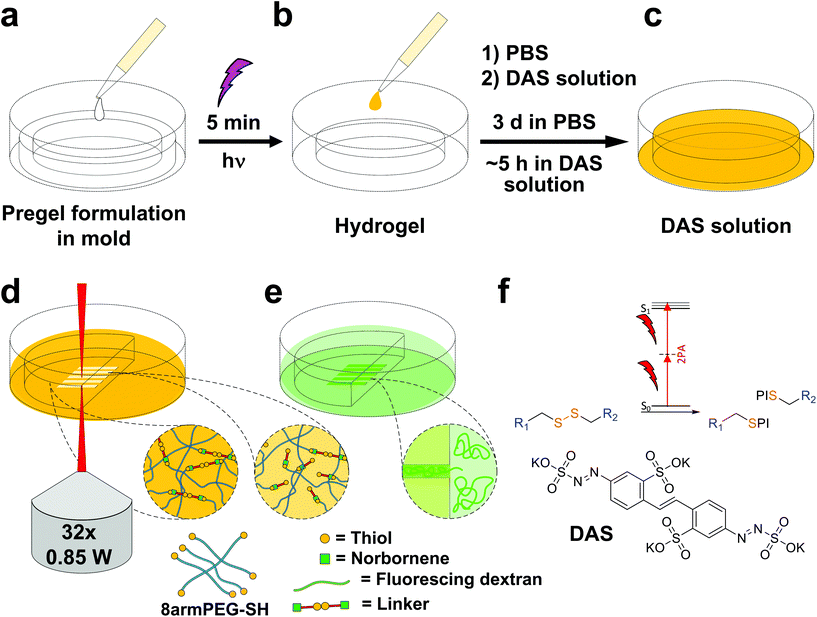 A disulfide-based linker for thiol–norbornene conjugation: formation ...