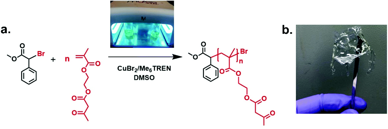 Functional pH-responsive polymers containing dynamic enaminone linkages ...