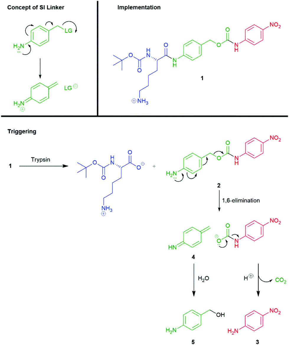 Recent advances in self-immolative linkers and their applications in ...