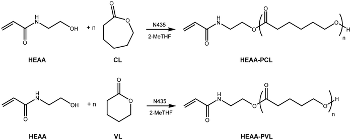 N -Hydroxyethyl acrylamide as a functional eROP initiator for the ...