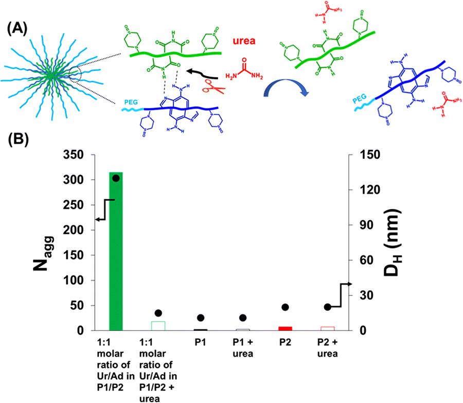 Supramolecular co-assembly of water-soluble nucleobase-containing ...