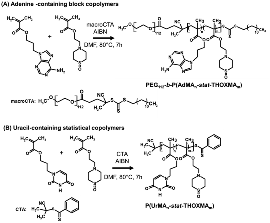 Supramolecular co-assembly of water-soluble nucleobase-containing ...