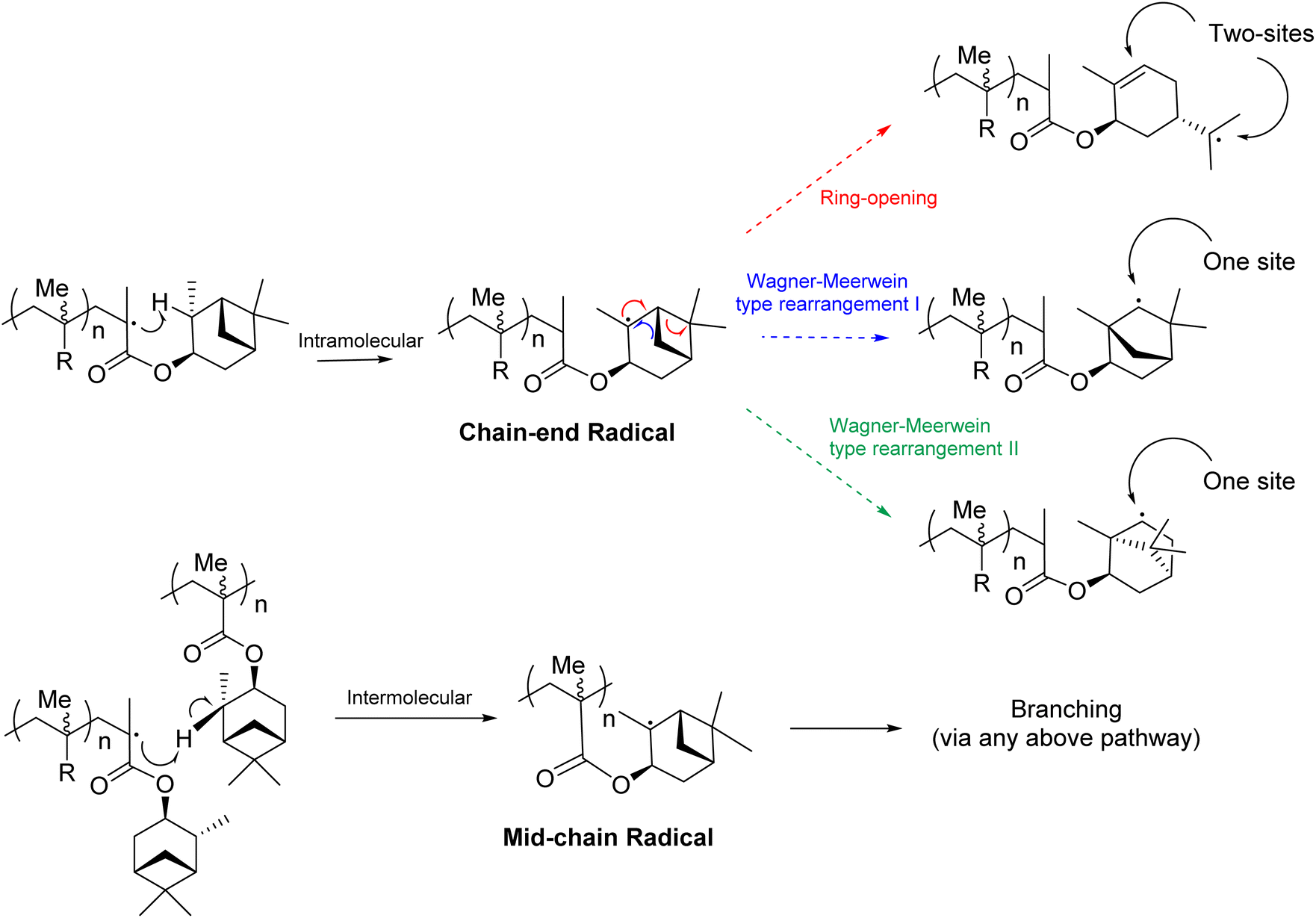 A self-crosslinking monomer, α-pinene methacrylate: understanding and ...