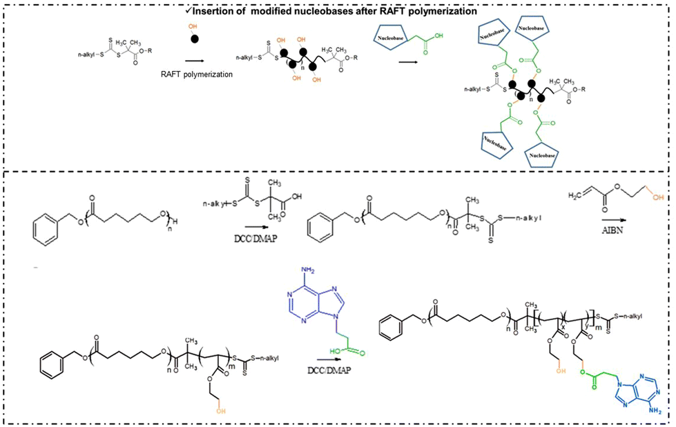 Nucleobase-containing polymer architectures controlled by ...