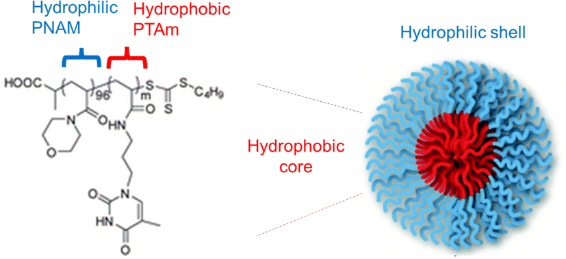 Nucleobase-containing polymer architectures controlled by ...