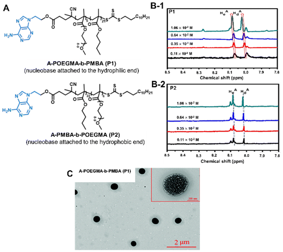 Nucleobase-containing polymer architectures controlled by ...