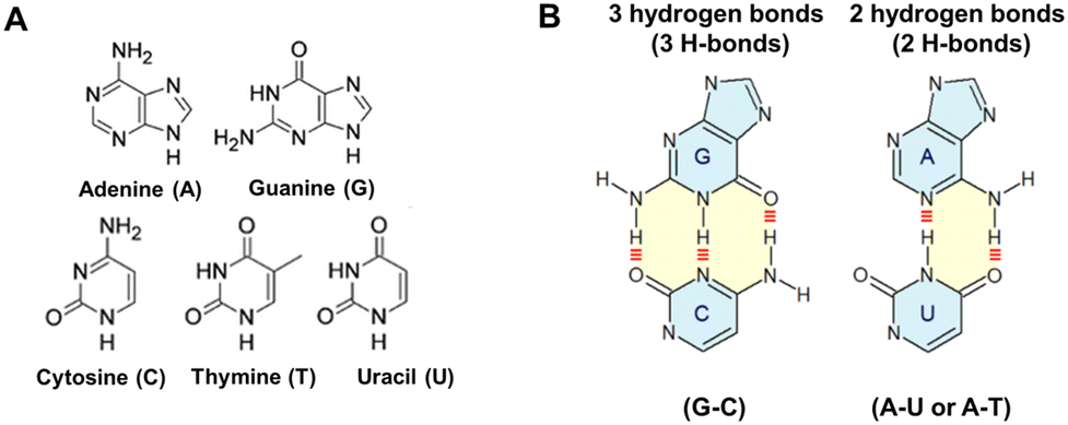 Nucleobase-containing polymer architectures controlled by ...
