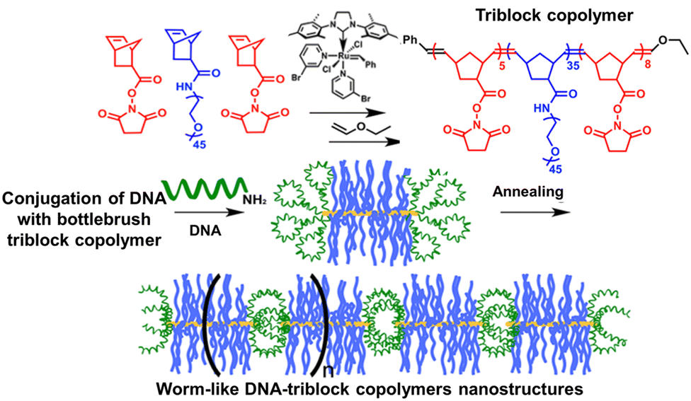 Nucleobase-containing polymer architectures controlled by ...