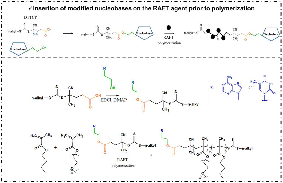 Nucleobase-containing polymer architectures controlled by ...