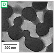 Self-catalyzed synthesis of a nano-capsule and its application as a ...