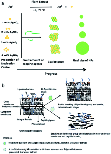 Synergic effect of aqueous extracts of Ocimum sanctum and Trigonella ...